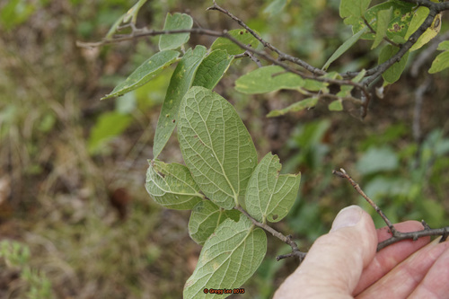 Netleaf Hackberry (Variety Celtis laevigata reticulata) · iNaturalist