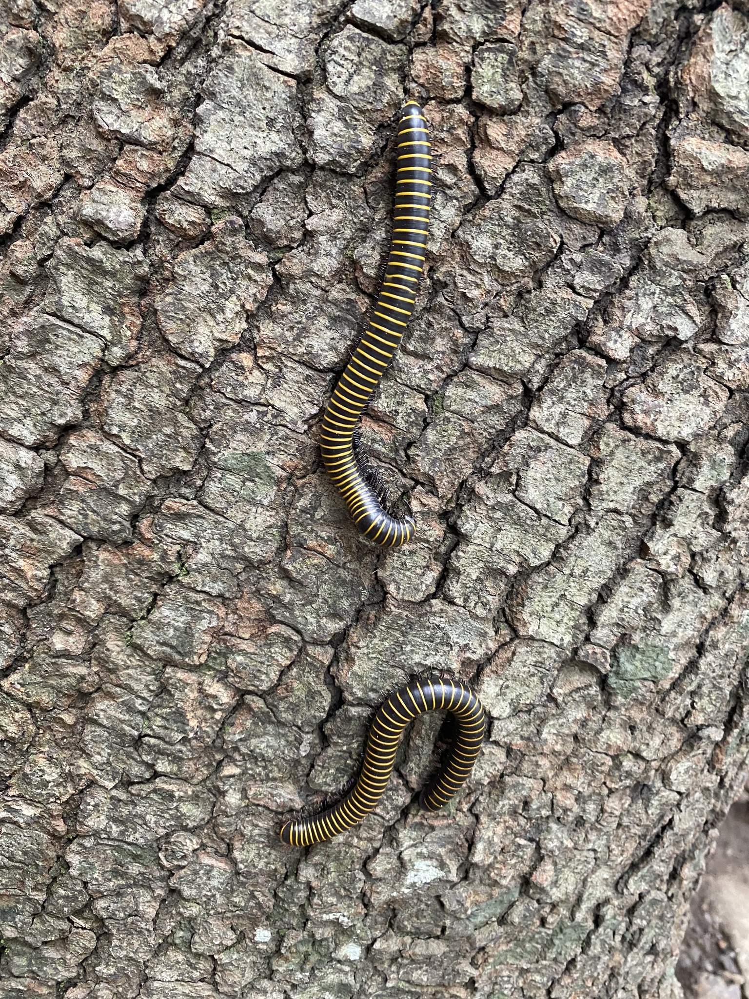 Spirobolus bungii Brandt, 1833