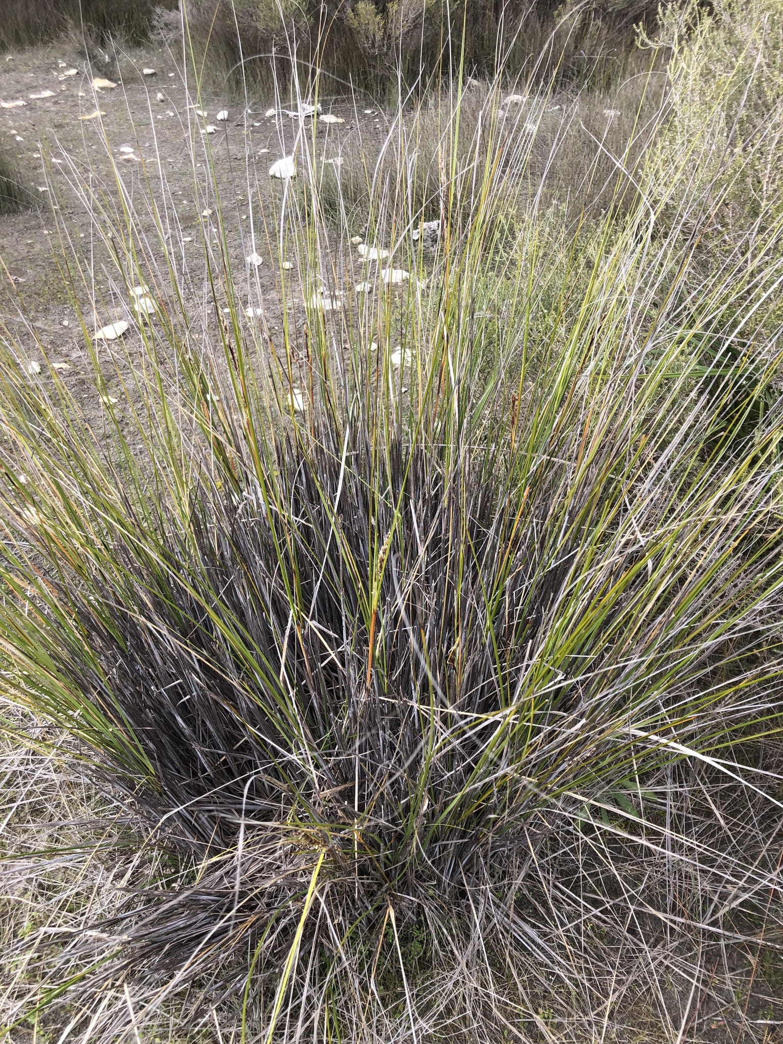 Gahnia filum (Labill.) F.Muell.