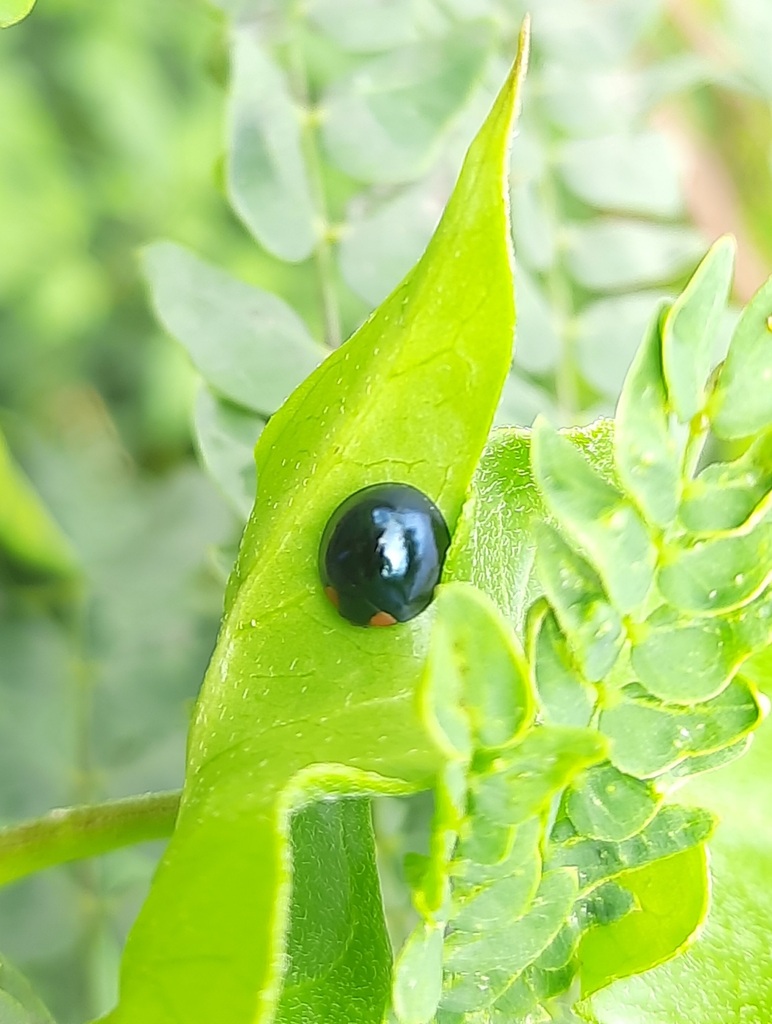 Metallic Blue Lady Beetle from Munekolala Lake, Chennappa Layout ...