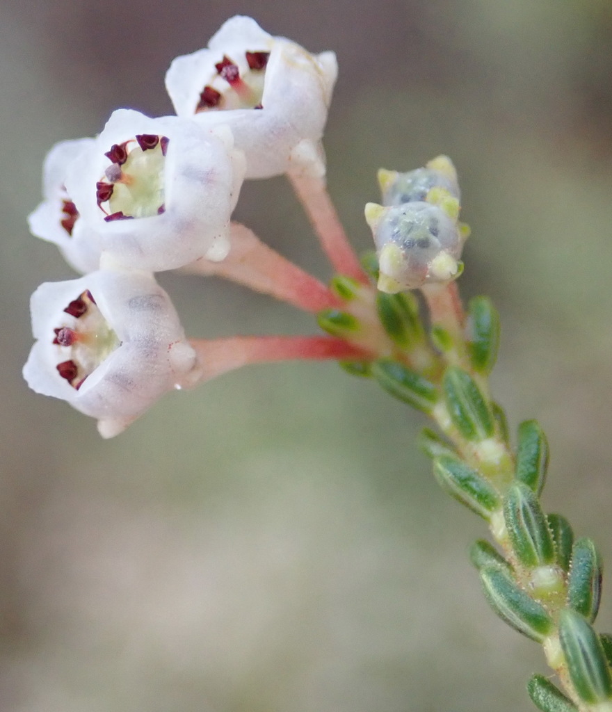 heathers, balsams, primroses, and allies (Ericales) - Botanical Realm