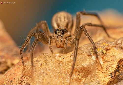 Genus Trabea · iNaturalist