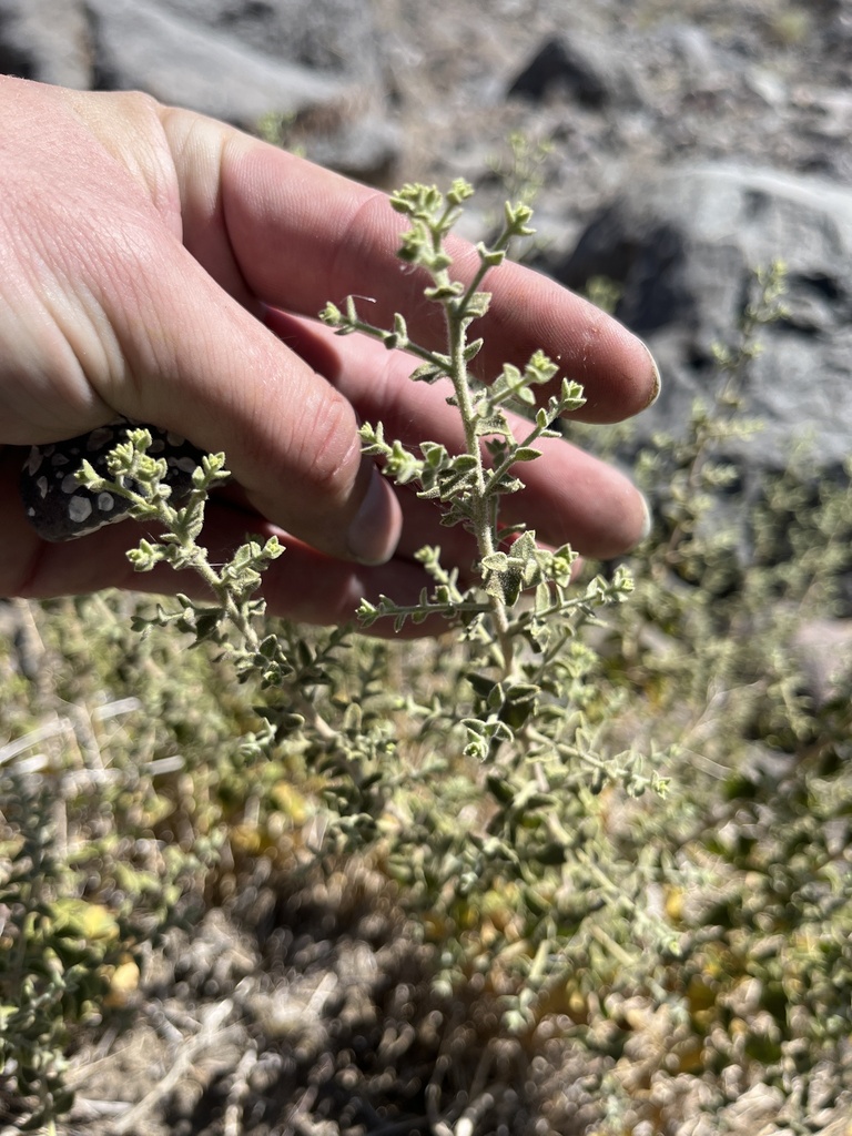 Alkali Weed from Reno, NV, US on July 15, 2022 at 08:48 AM by Andrew ...