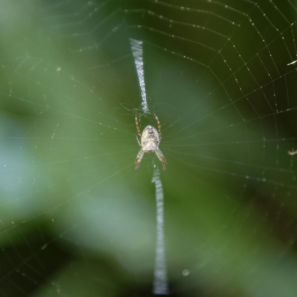 Eastern Bush Orbweaver from Pascoe Vale VIC, Australia on August 28 ...