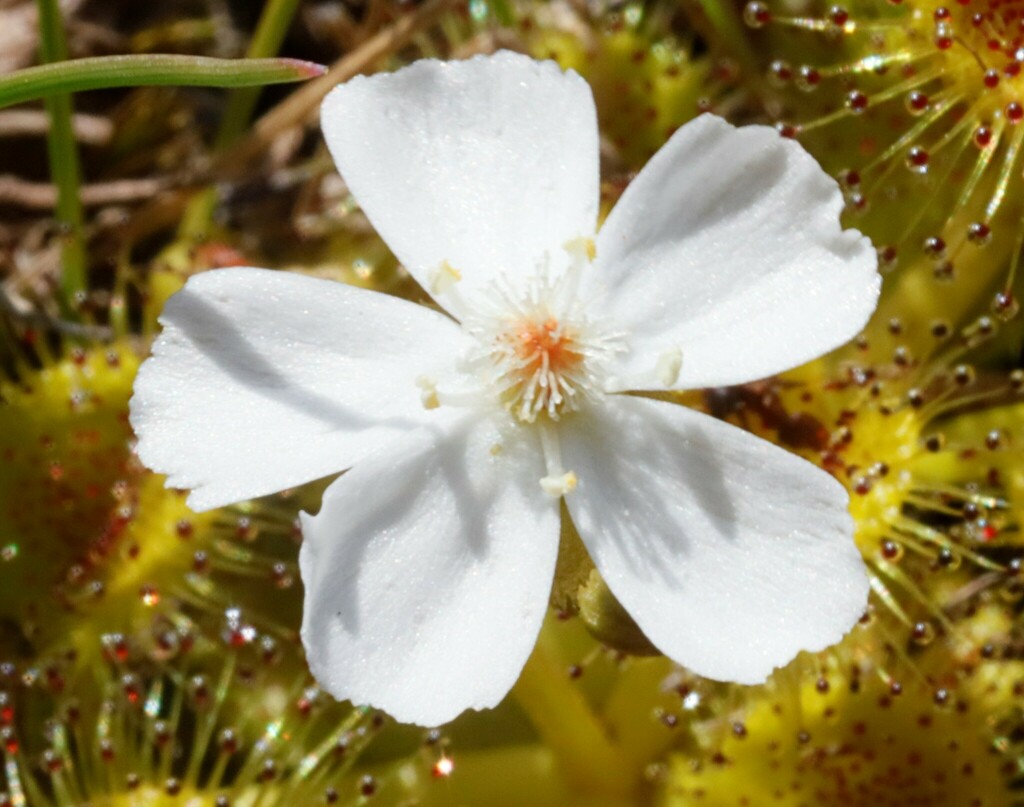 Drosera rupicola from Dulyalbin WA 6425, Australia on August 26, 2022 ...