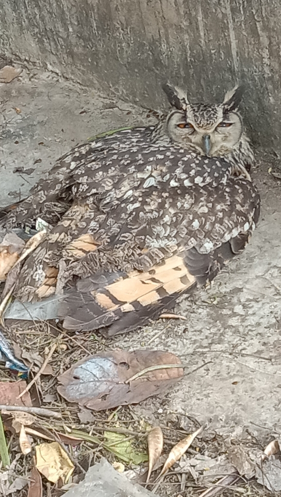 Rock Eagle-Owl from Chhattisgarh 493663, India on February 15, 2022 at ...