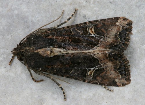 Kidney-spotted Rustic Moth (Insects of Kern County) · iNaturalist