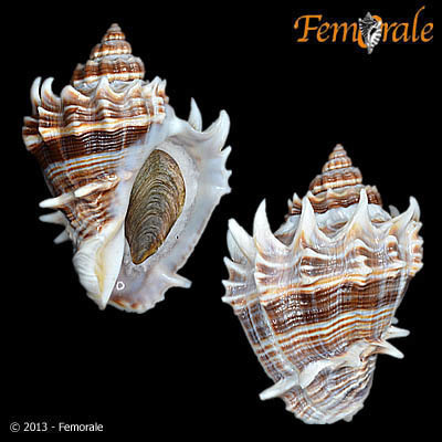 Florida Crown Conch (Gulf Islands National Seashore Sealife) · iNaturalist
