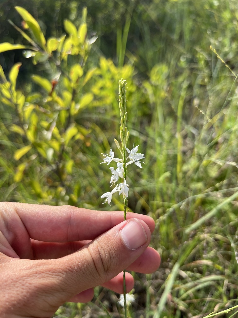 False Gaura from Branson, MO, US on August 27, 2022 at 03:56 PM by ...