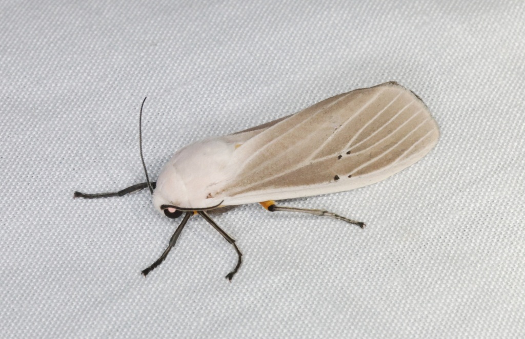 Clouded Tiger Moth from 香港西貢 on August 26, 2022 at 09:19 PM by sk2 ...