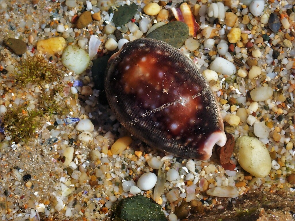Calf Cowry from Barcoongere NSW 2460, Australia on August 28, 2022 at ...