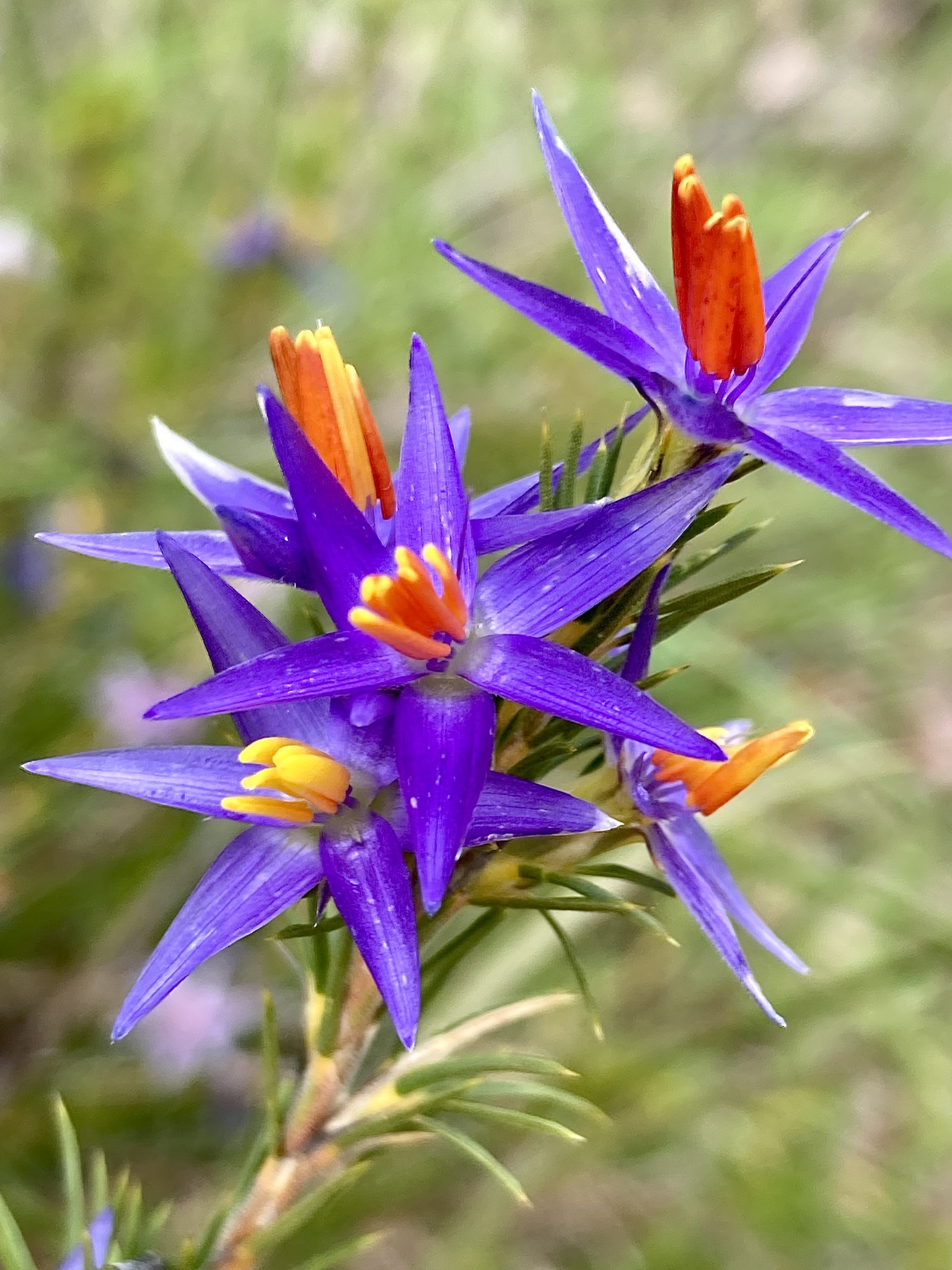 Calectasia narragara R.L.Barrett & K.W.Dixon