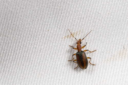 Subspecies Drypta lineola virgata · iNaturalist