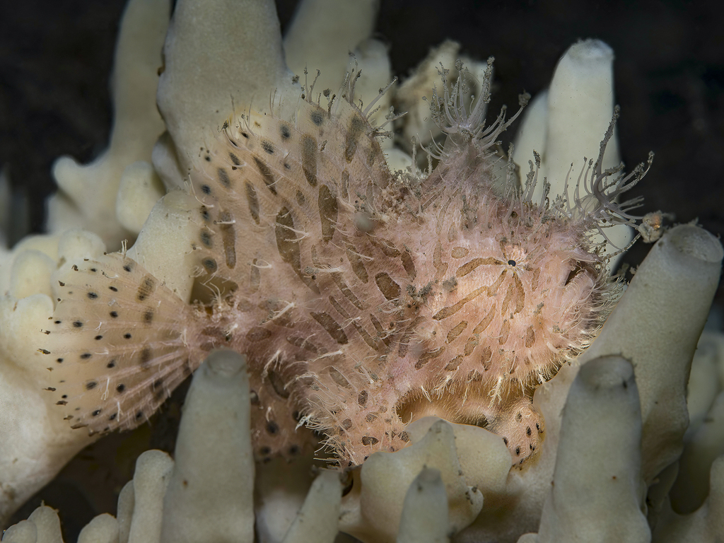 Striate Anglerfish from Pipeline, Port Stephens NSW 2319, Australia on ...