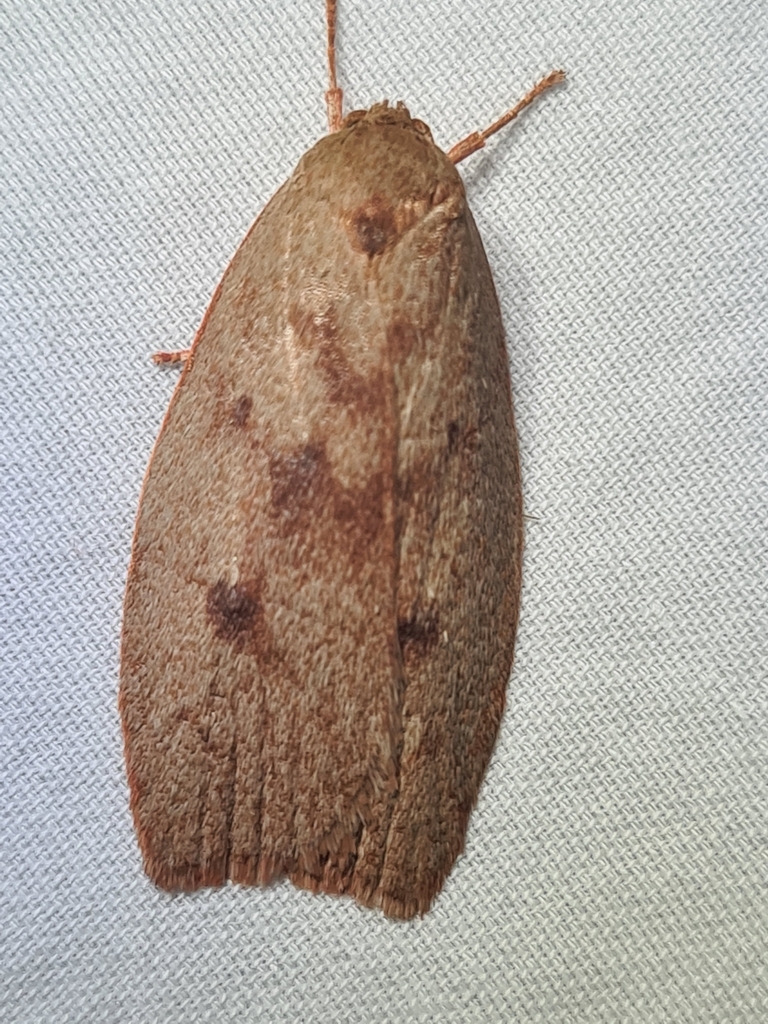 Concealer Moths from Christmas Hills VIC 3775, Australia on August 27 ...
