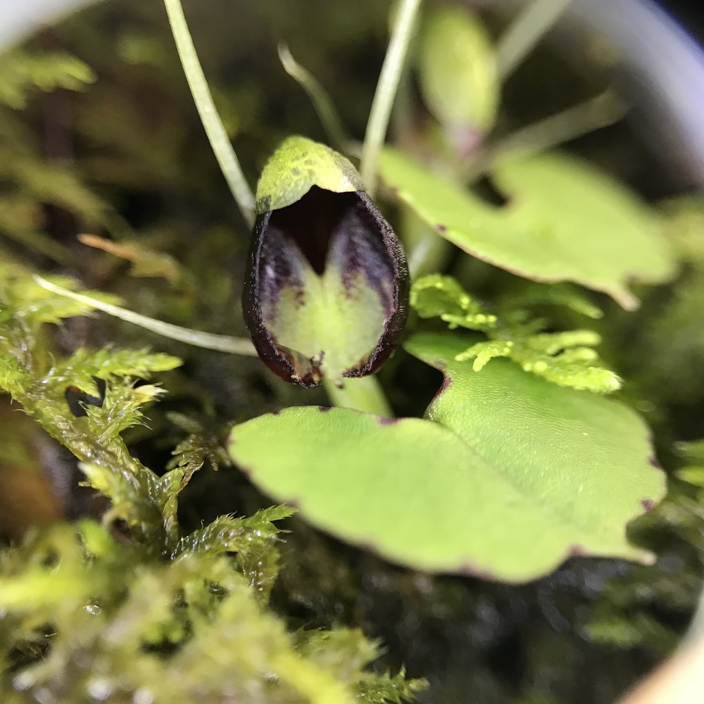 Corybas trilobus aggregate from Ecclesfield Reserve, Upper Hutt ...