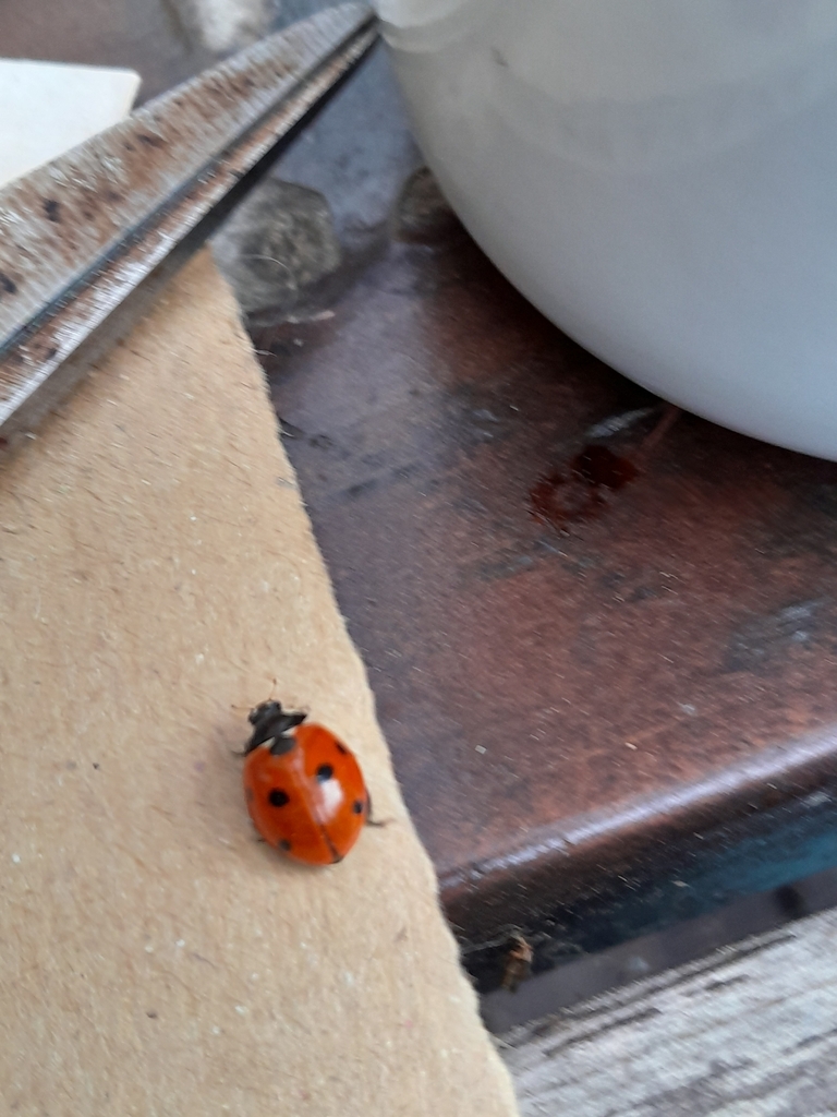 Seven-spotted Lady Beetle in August 2022 by Lotta Fjelkegård · iNaturalist