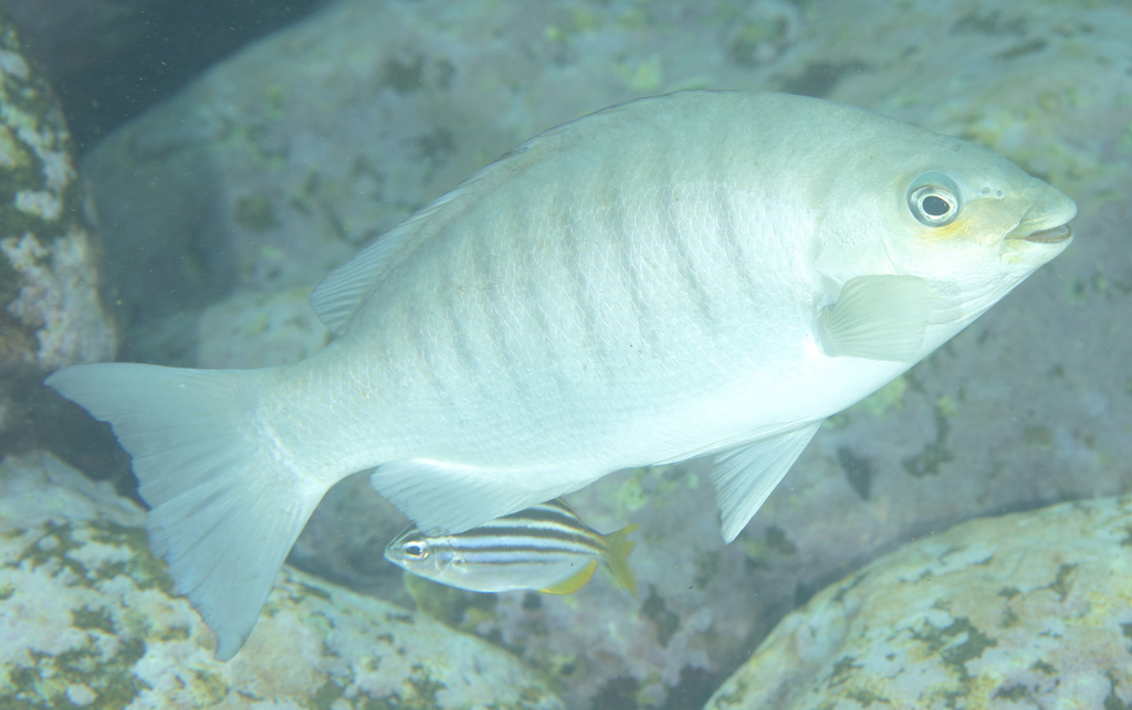 Luderick (Fishes of Cabbage Tree Bay Aquatic Reserve, Sydney) · iNaturalist