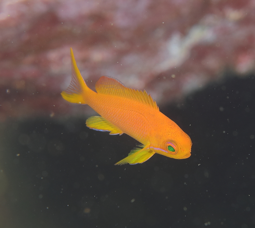 Lyretail Anthias from 1 Bower Ln, Manly NSW 2095, Australia on August ...