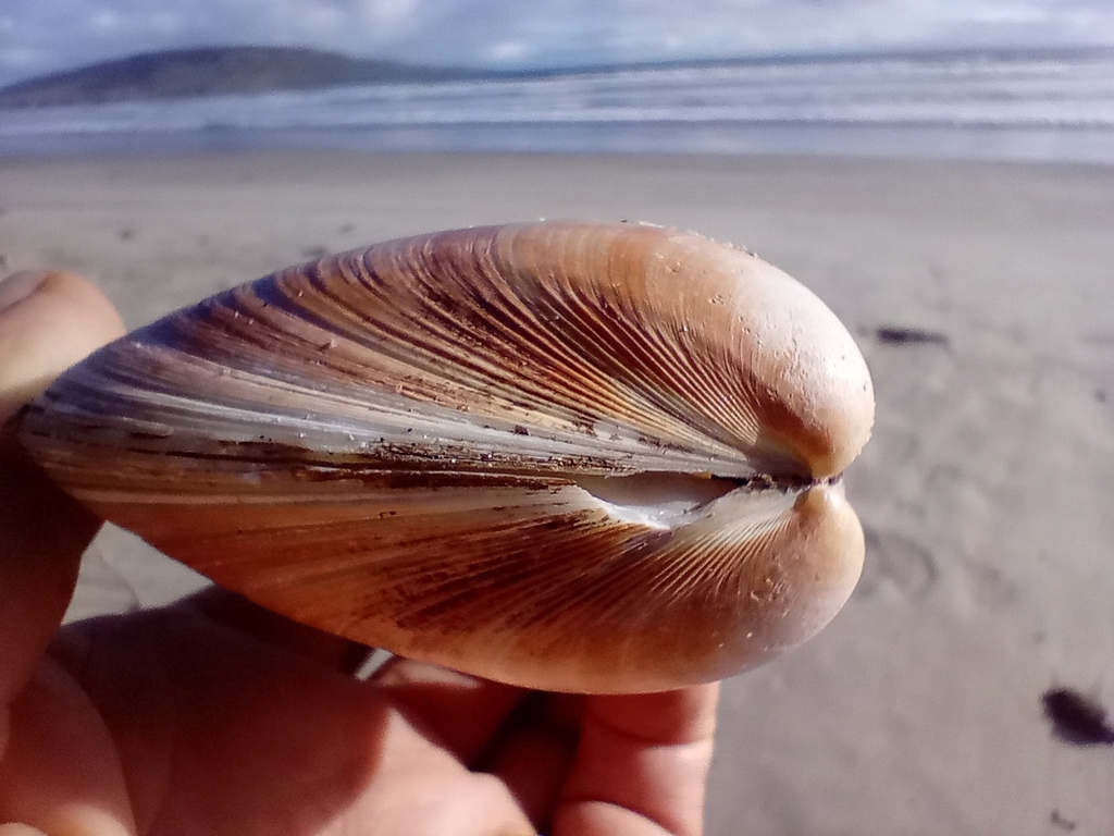 Large Trough Shell from Orepuki 9881, New Zealand on August 27, 2022 at ...