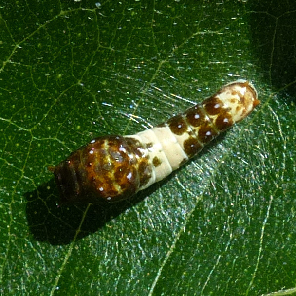 Eastern Tiger Swallowtail (Greater San Antonio Area Butterfly Checklist ...