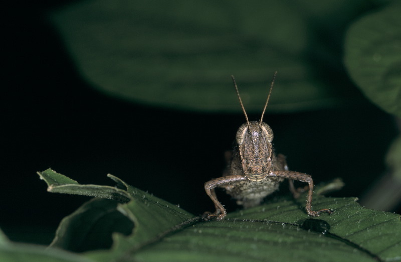 Abracris flavolineata from Panama on May 05, 2003 by Roger Le Guen ...