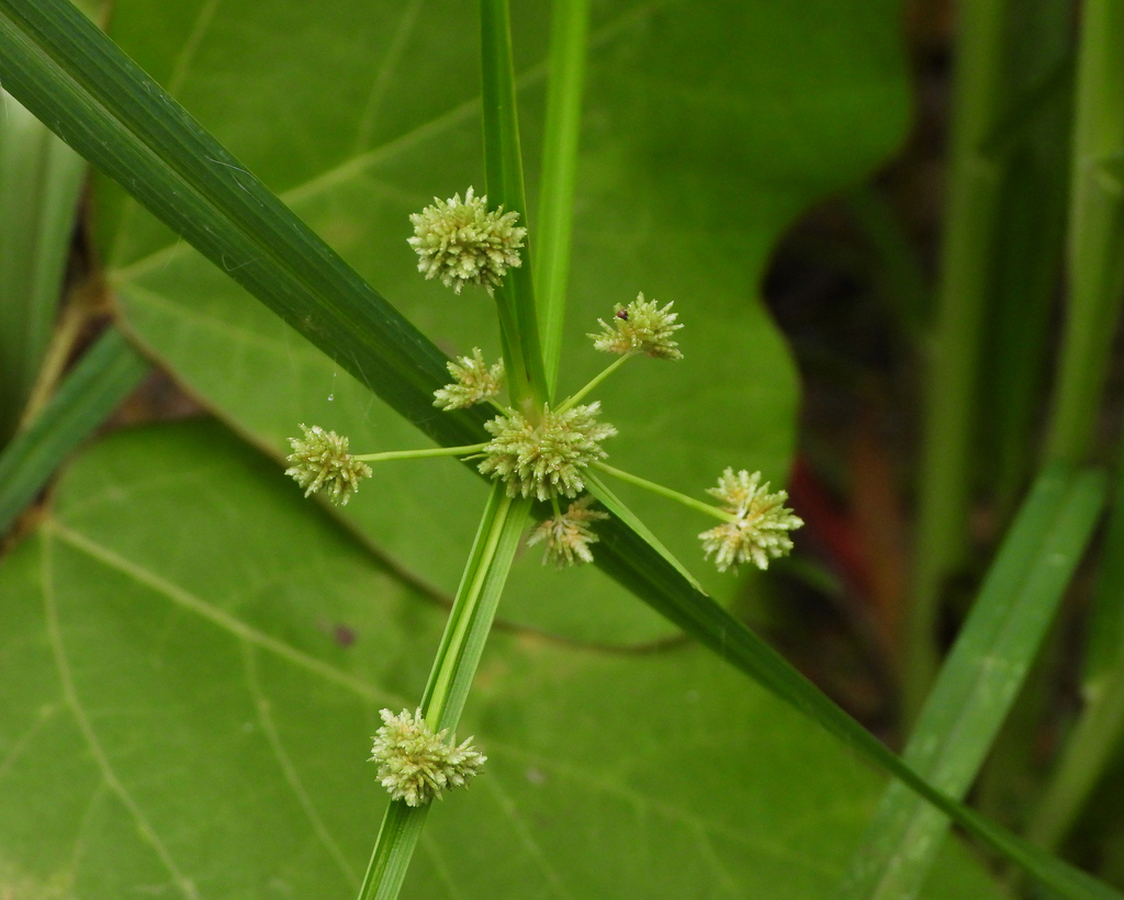 Variable Flatsedge from Laoshan District, Qingdao, Shandong, China on ...