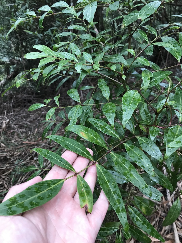 Elderberry Panax from Springbrook National Park, Springbrook, QLD, AU ...