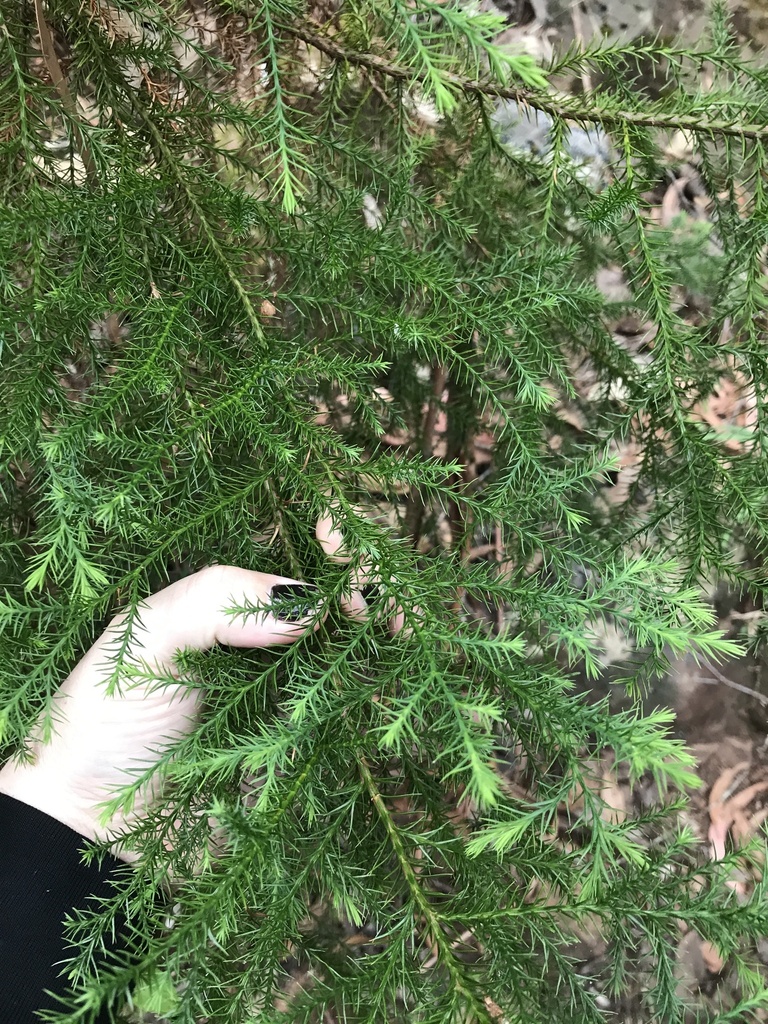 brush cypress-pine from Springbrook National Park, Springbrook, QLD, AU ...
