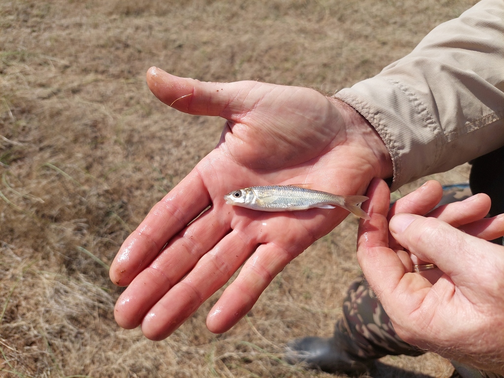 Smallmouth Yellowfish from Mohale's Hoek, Lesotho on August 24, 2022 at ...