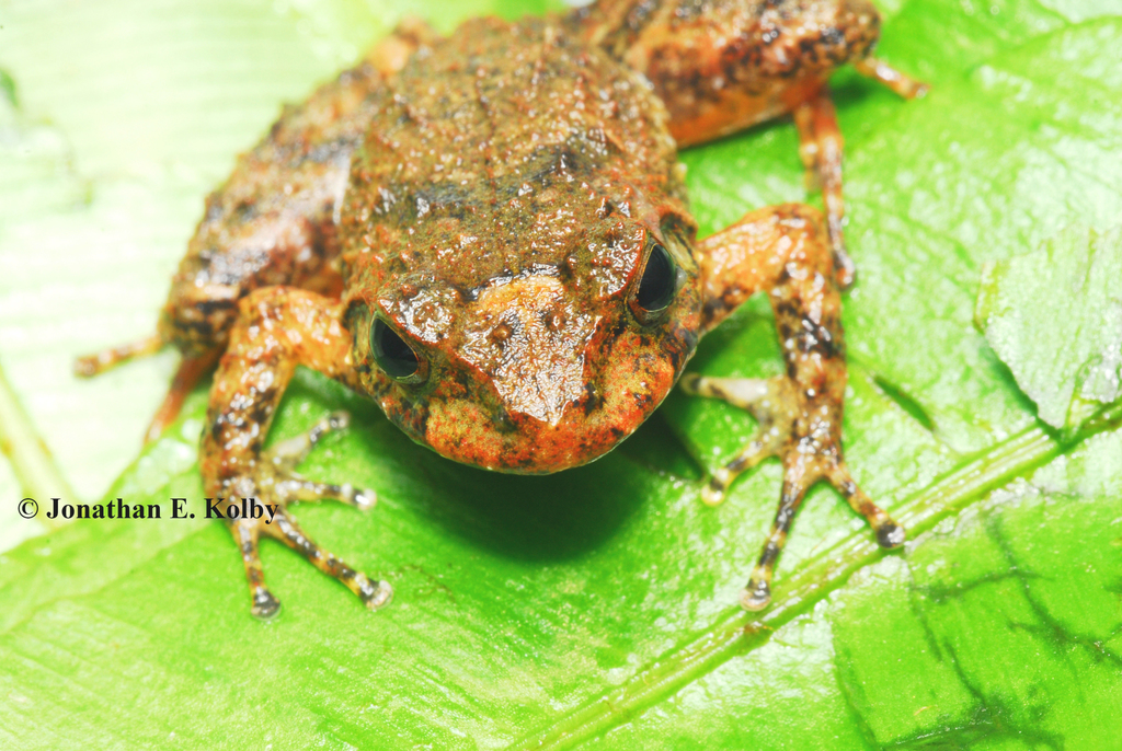 Miles' Robber Frog (Herpetofauna of Honduras) · iNaturalist