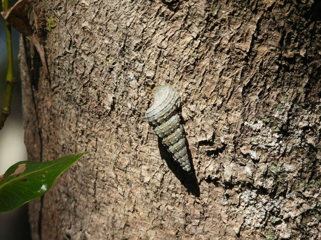 Blunt Creeper from Brisbane QLD, Australia on August 27, 2022 at 02:54 ...