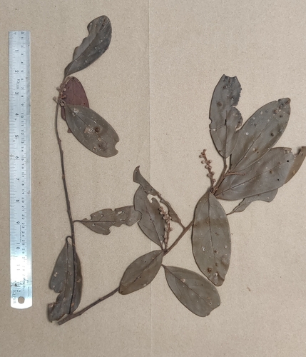 Phoebe cathia · iNaturalist