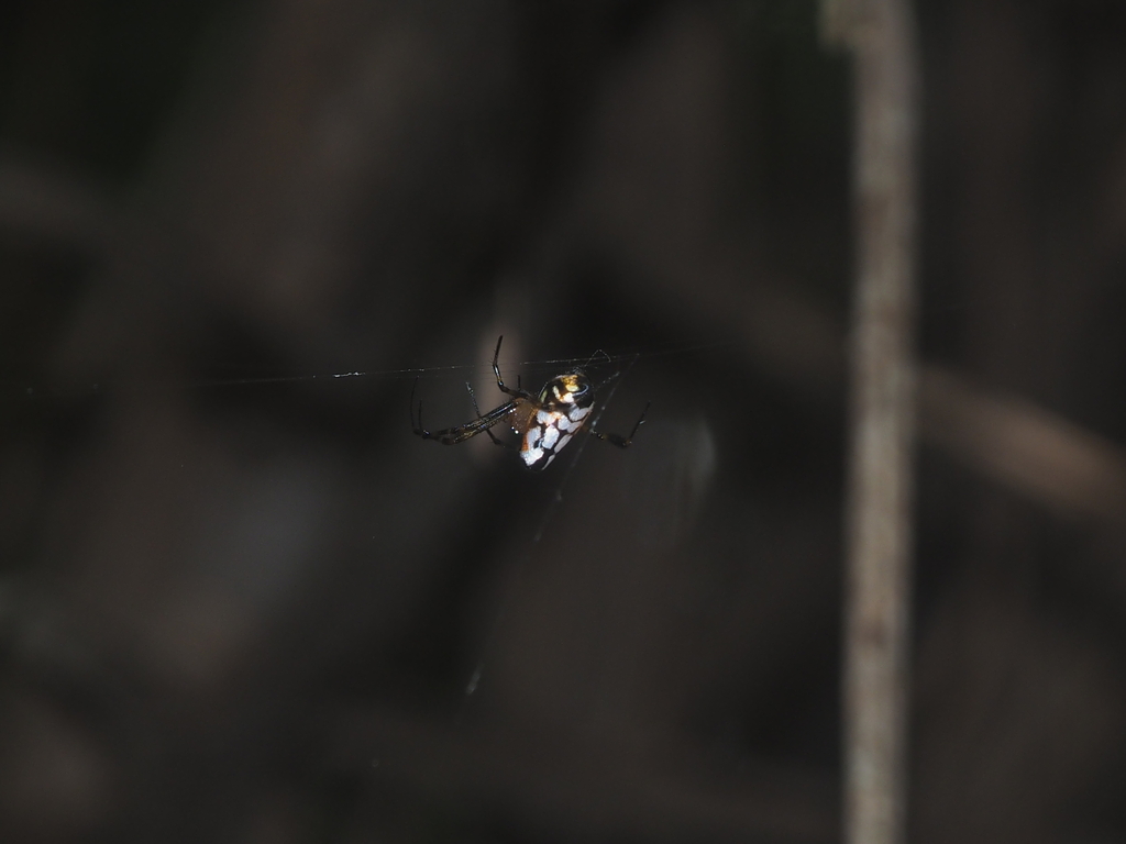 Orange-and-black Pear Spider from Batang Hari Regency, Jambi, Indonesia ...