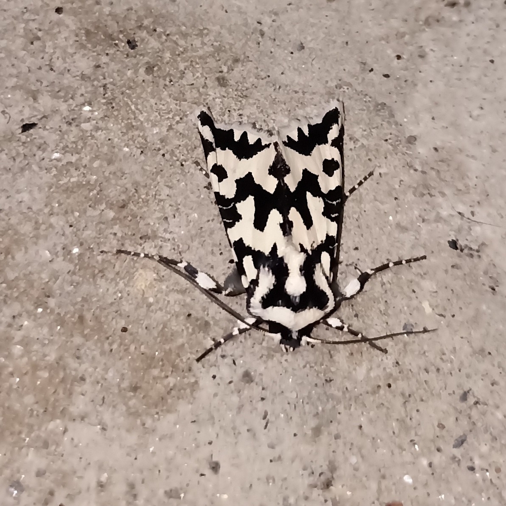 Phlogophora distorta from Munsyari, Uttarakhand 262554, India on August ...