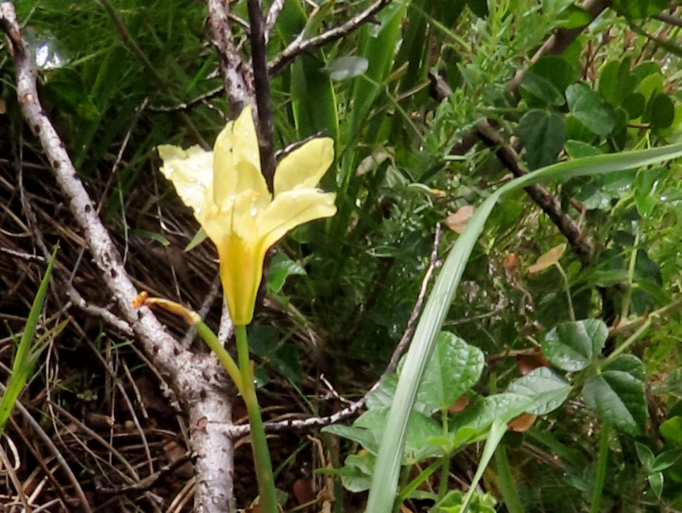 Moraea collina Thunb.