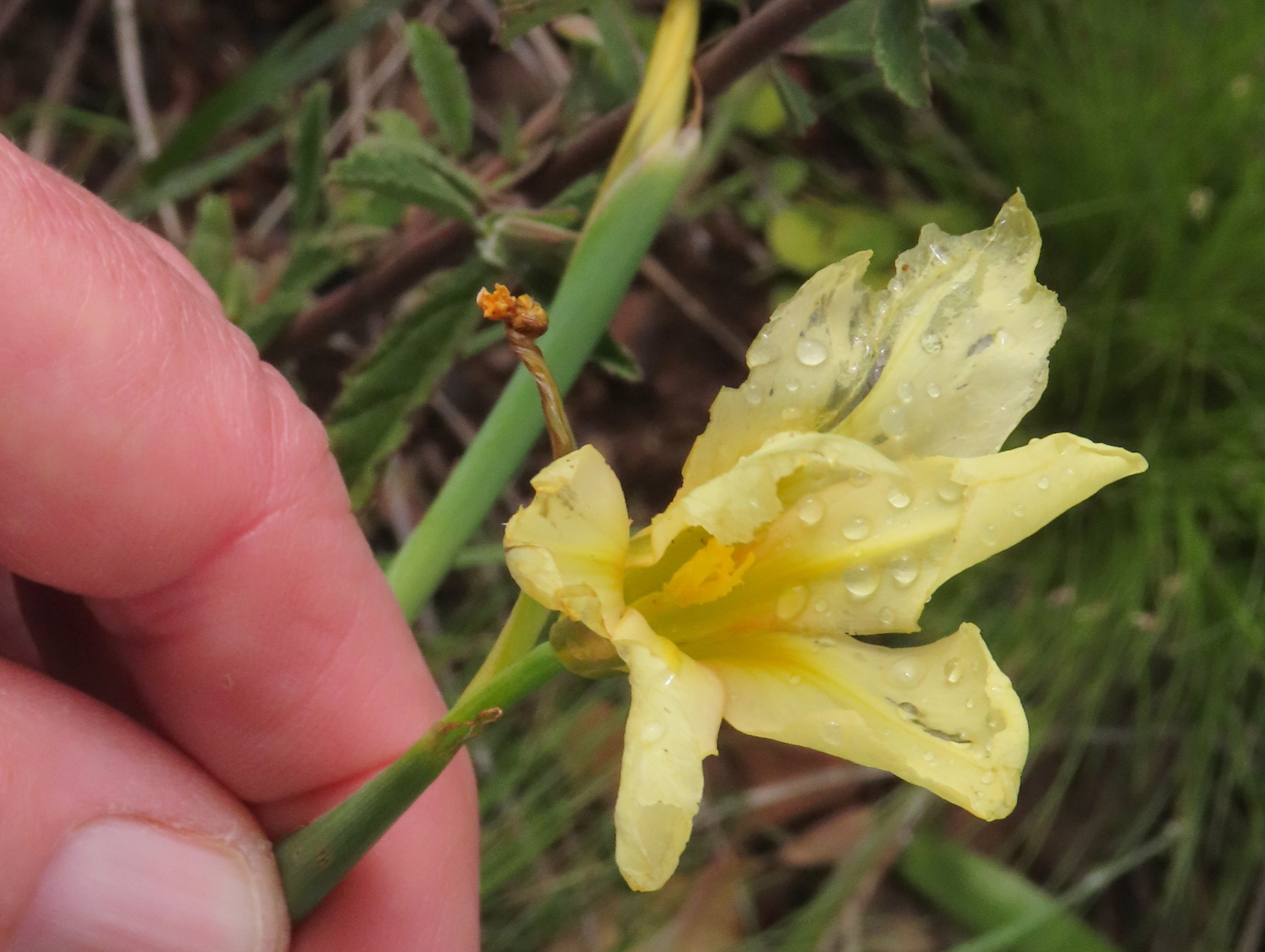 Moraea collina Thunb.