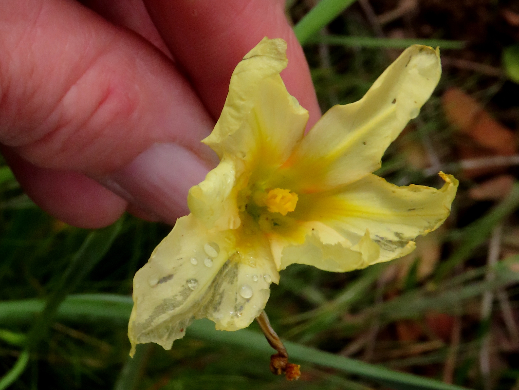 Moraea collina Thunb.