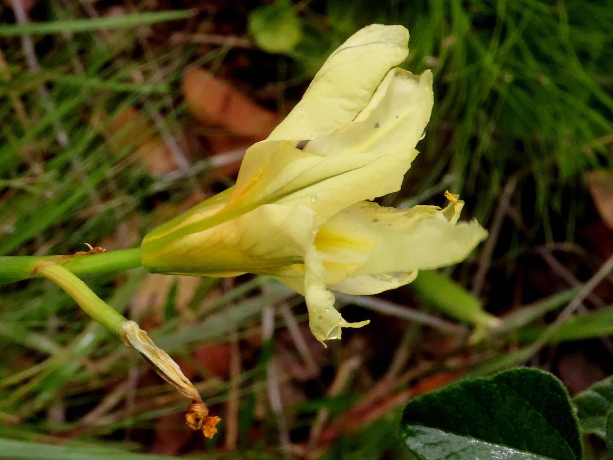 Moraea collina Thunb.