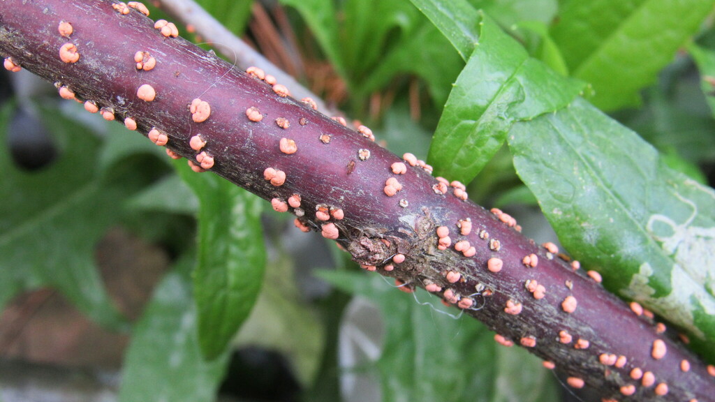 Coral Spot from Ханты-Мансийск, Ханты-Мансийский автономный округ ...