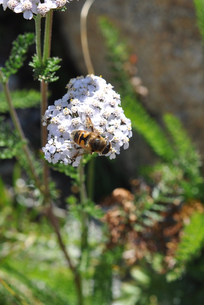 Common Drone Fly from 3864 Guttannen, Schweiz on August 25, 2022 at 11: ...