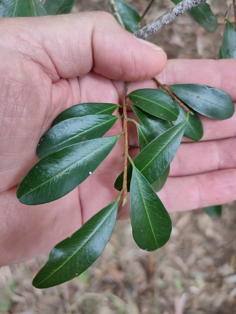 coca trees from Woocoo, AU-QL, AU on August 27, 2022 at 11:30 AM by ...