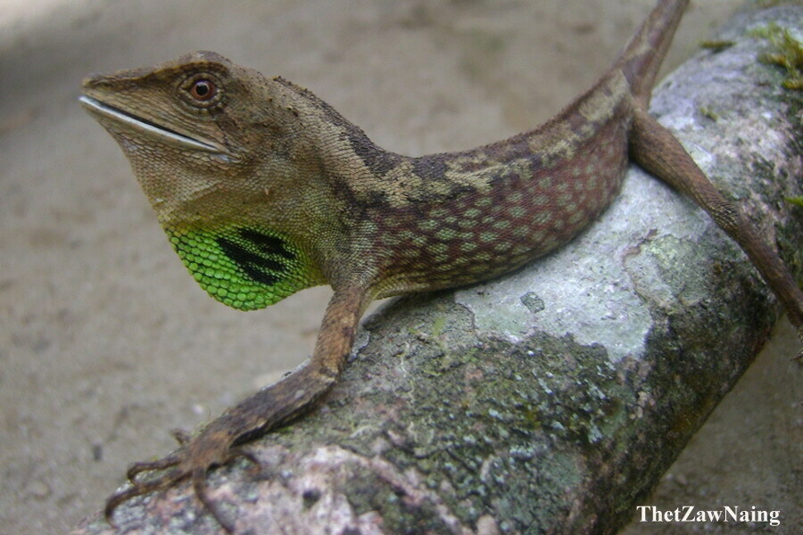 Chin State Fold-throated Agama from Myitkyina, Myanmar (Burma) on April ...