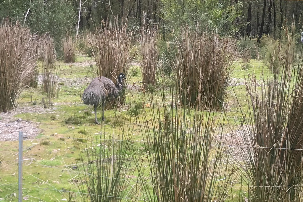Emu from Zumsteins VIC 3401, Australia on September 28, 2018 at 11:49 ...