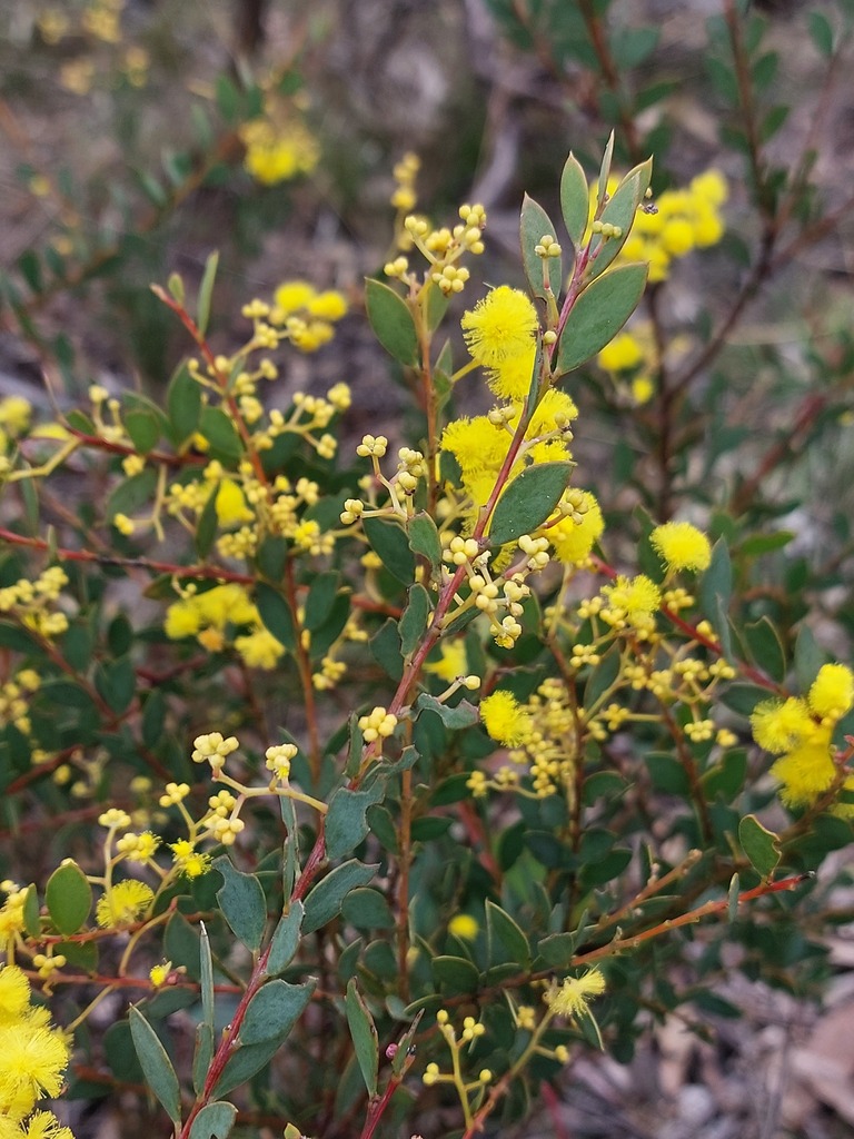box-leaved wattle from Cullen Bullen NSW 2790, Australia on August 28 ...