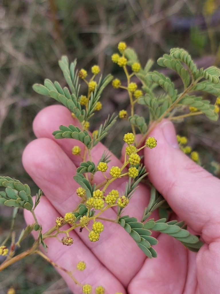 mudgee wattle from Cullen Bullen NSW 2790, Australia on August 28, 2022 ...