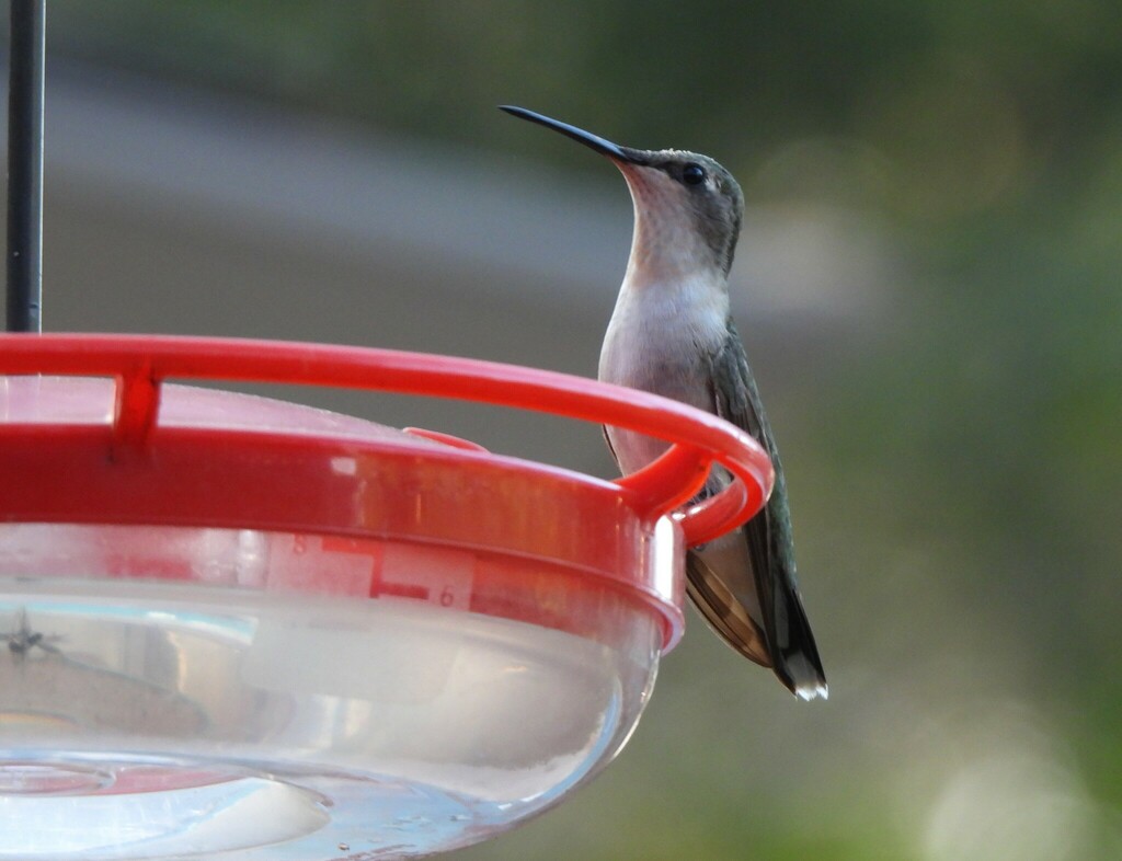 Ruby-throated and Black-chinned Hummingbirds from North Arlington ...