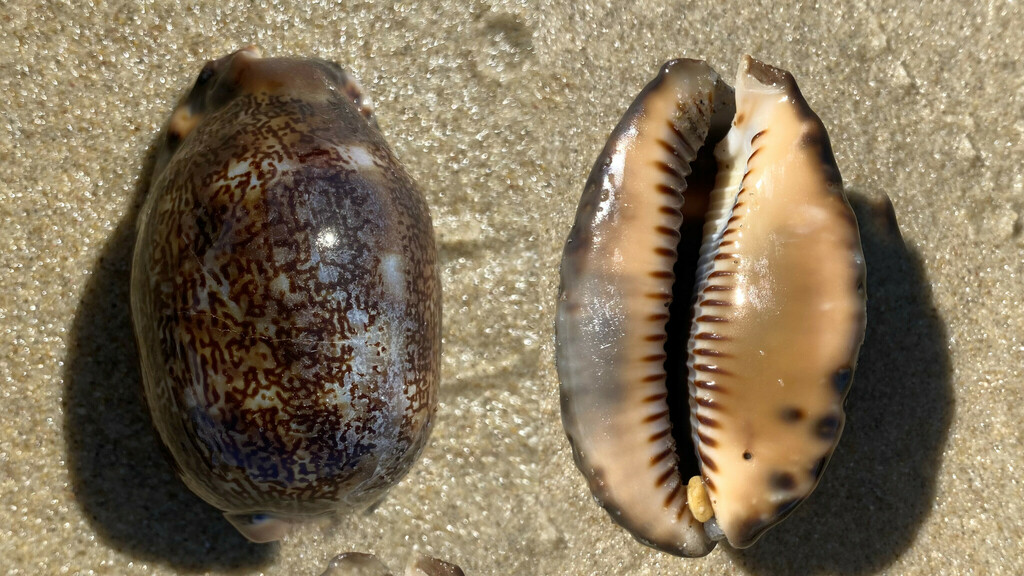 Arabian Cowry from Valla Beach NSW 2448, Australia on August 27, 2022 ...