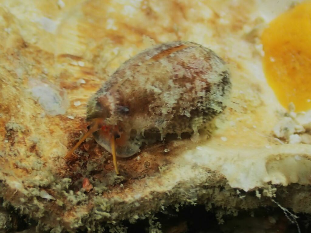 Walker's cowrie from West, SG on August 28, 2022 at 08:34 AM by Tsu Soo ...