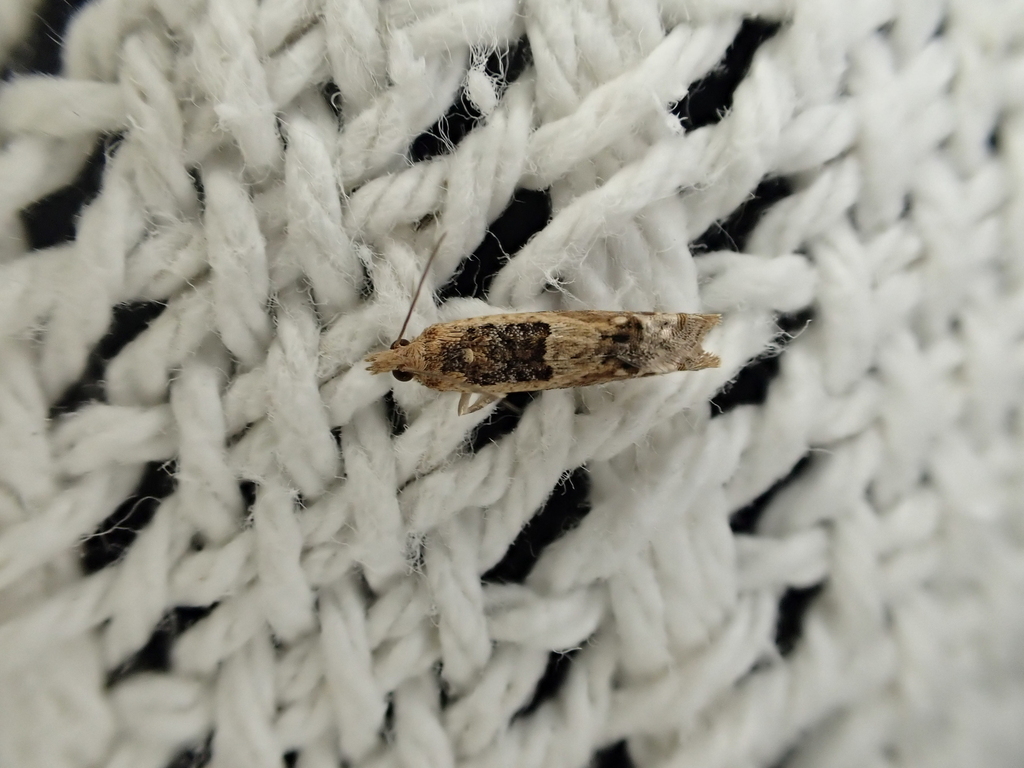 Cotton Tipworm Moth in August 2022 by Stephen Fricker · iNaturalist